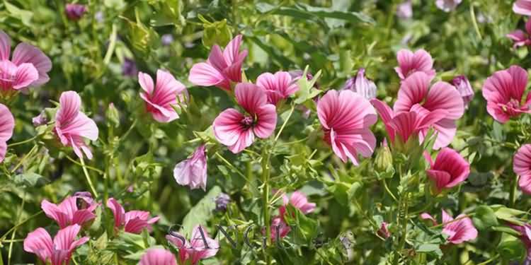 马落葵 – 花海营地网